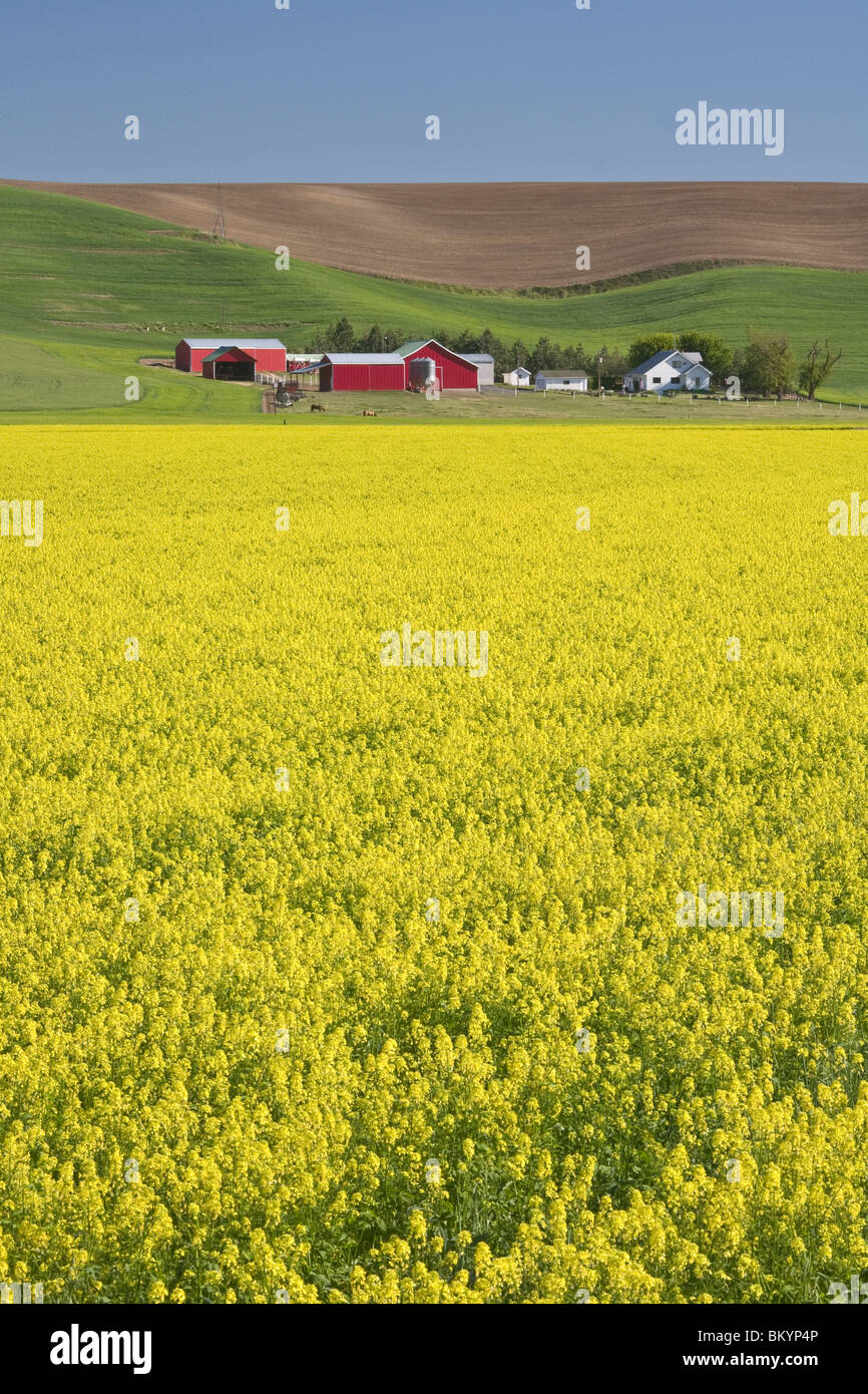 Whitman County, WA: Field of bright yellow mustard blooming in the ...