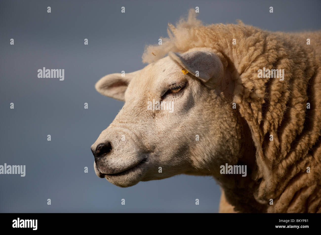 Ewes head hi-res stock photography and images - Alamy