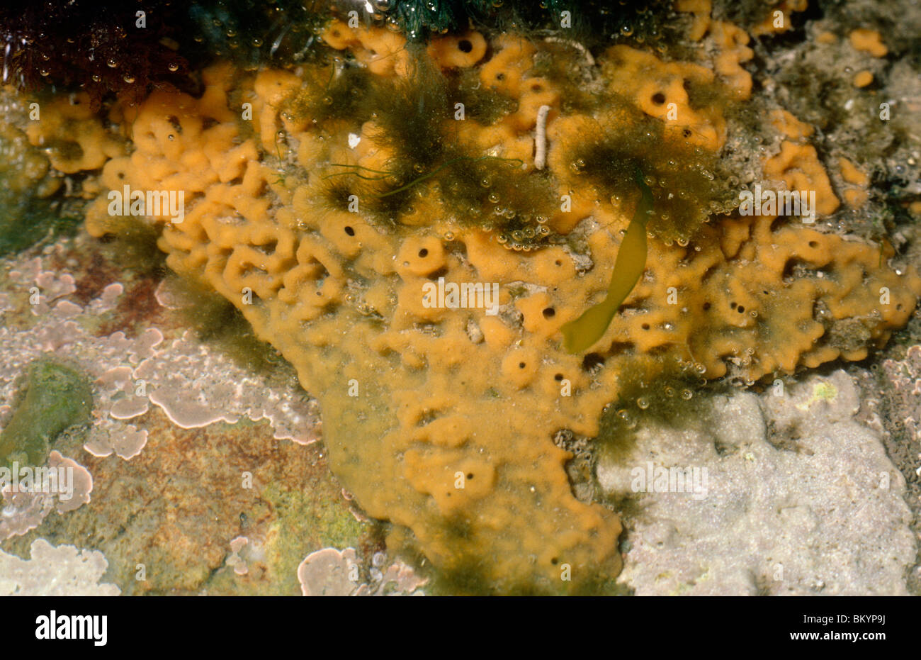 Orange encrusting sponge (Hymeniacidon perleve (= sanguinea)) on rock ...