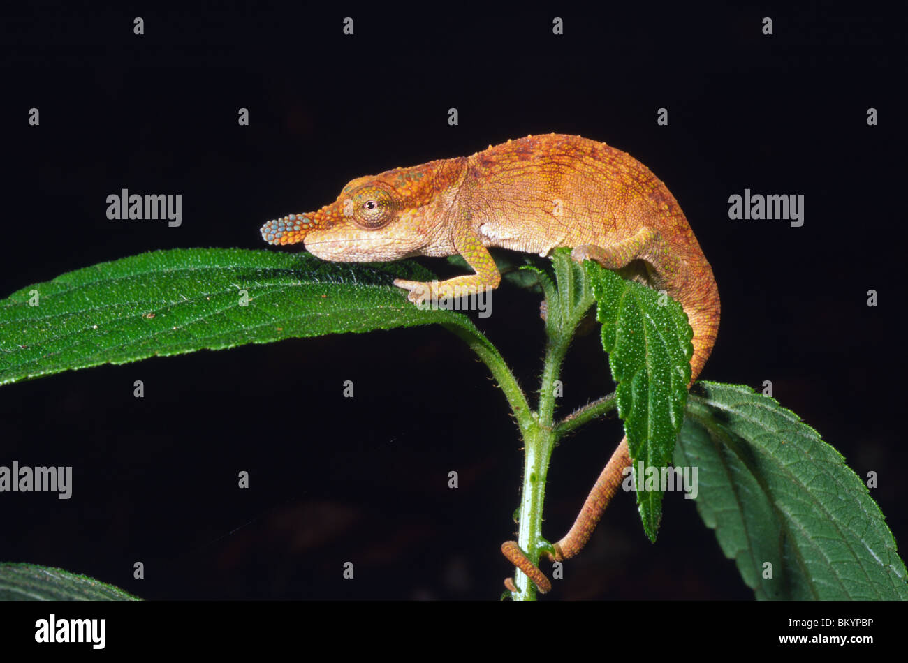 Blue nosed lizard hi-res stock photography and images - Alamy