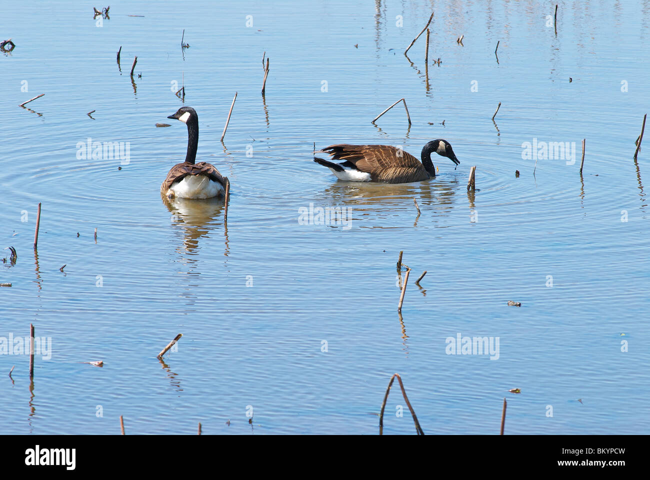 Marsh geese hi-res stock photography and images - Alamy
