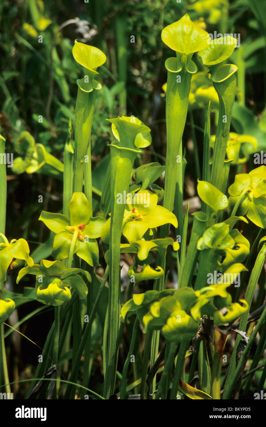 Group of pitcher plants hi-res stock photography and images - Alamy