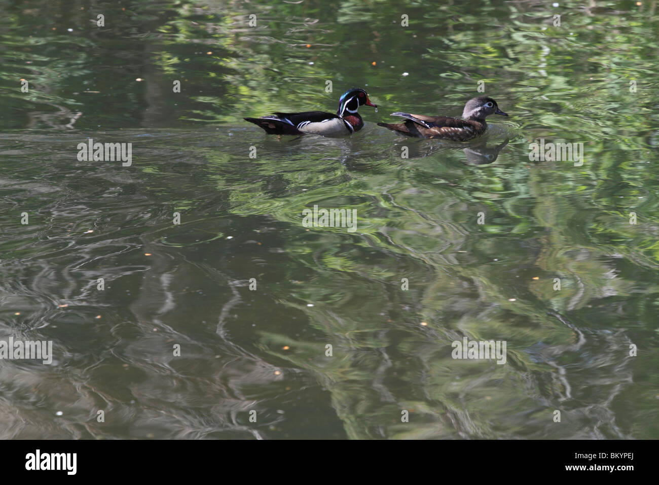 Two Beautiful wood ducks swimming together on a colorful pond Stock ...
