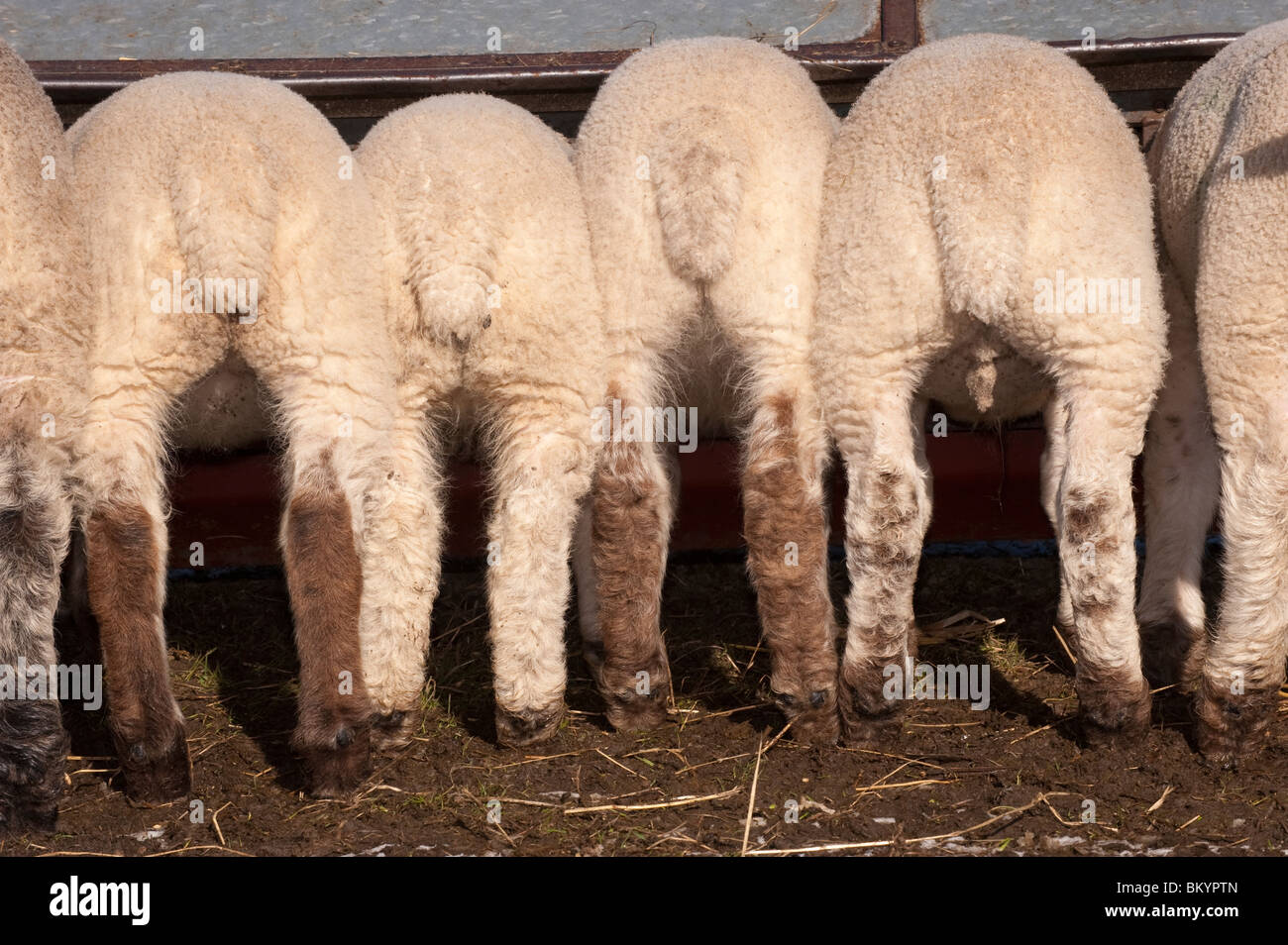 Creep feeder hi-res stock photography and images - Alamy