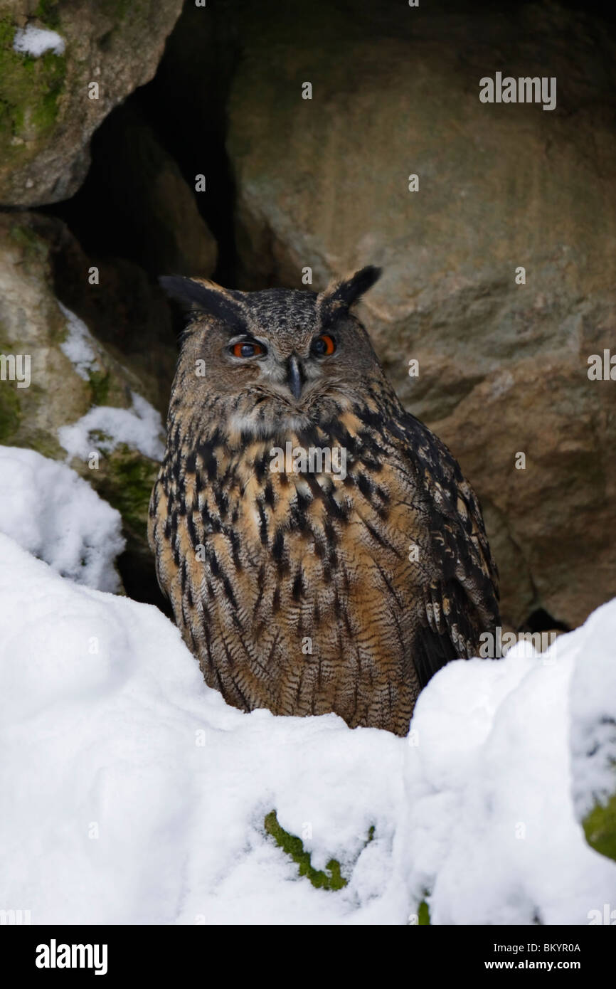 Uhu, Eurasian, Eagle,owl,bubo Stock Photo - Alamy