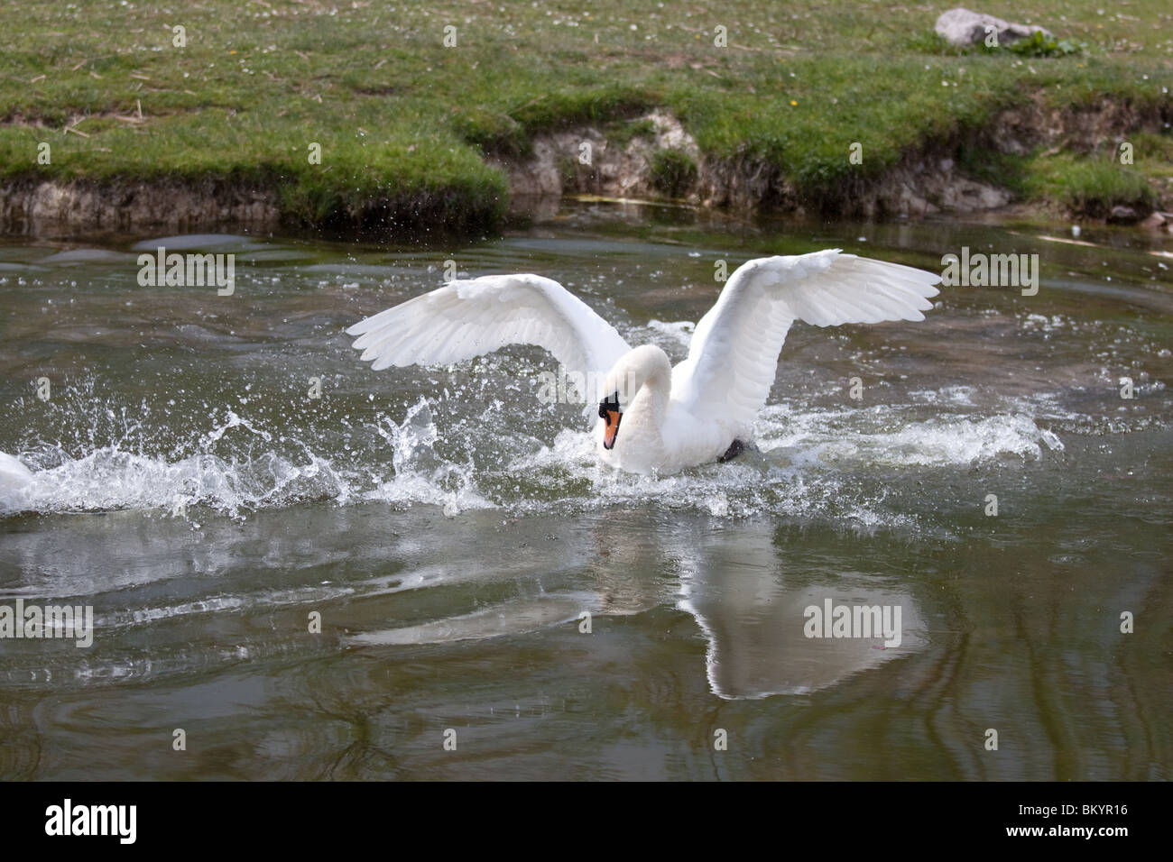 Swan in aggressive pose with spread wings warning off another swan ...