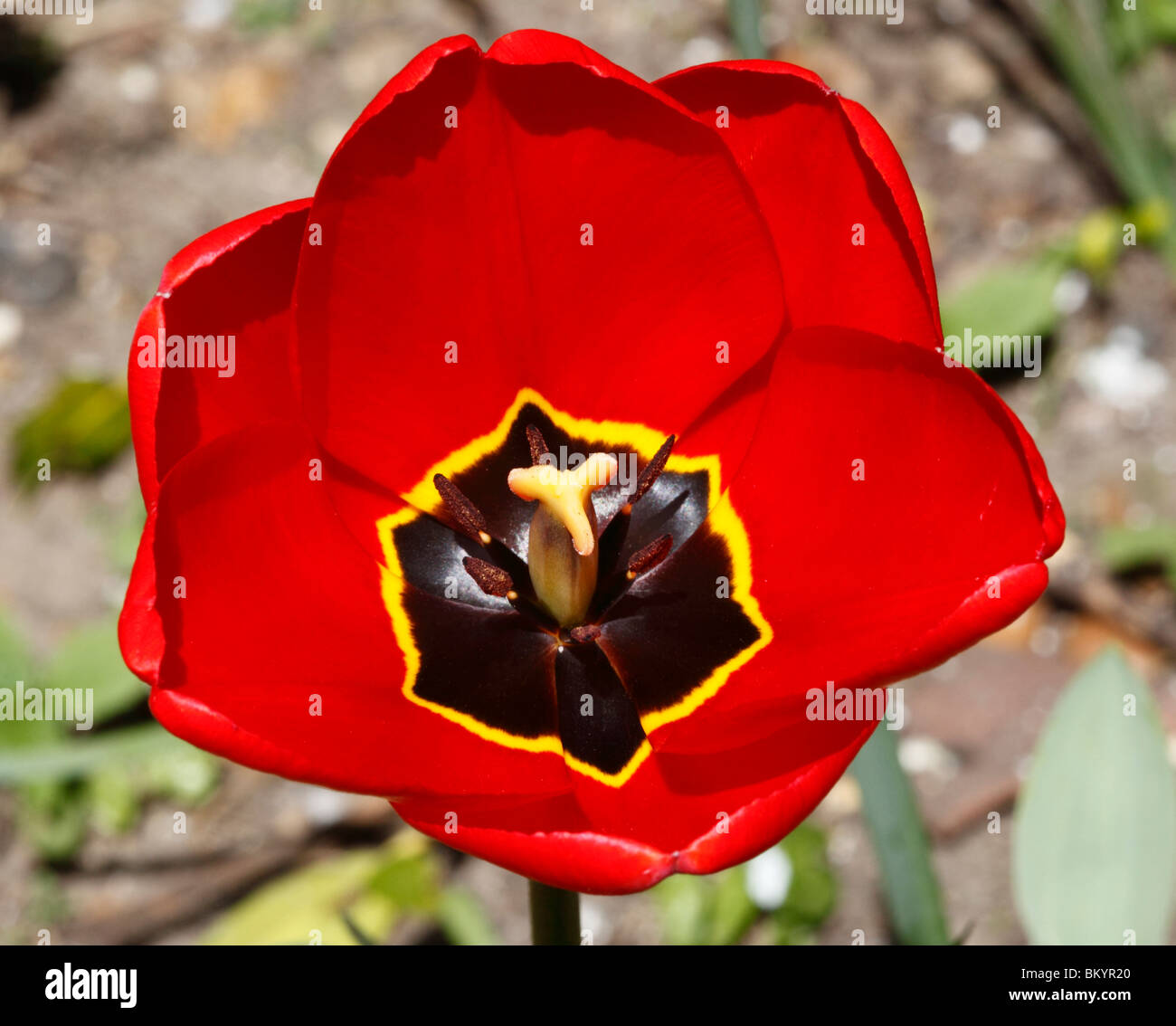 3105. Tulip, Kent, UK Stock Photo - Alamy