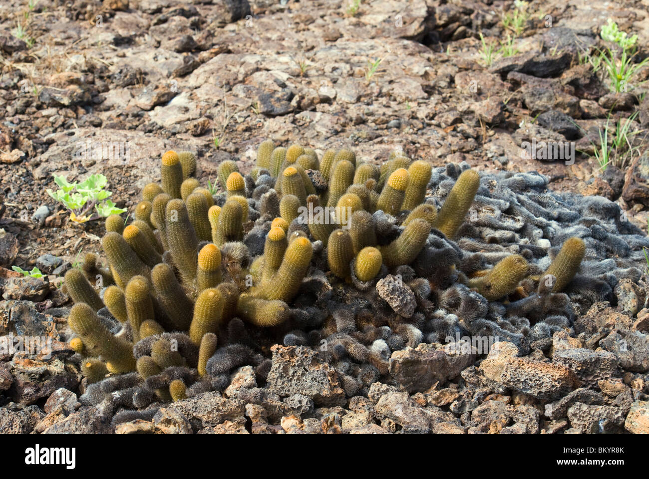 Lava cactus hi-res stock photography and images - Alamy
