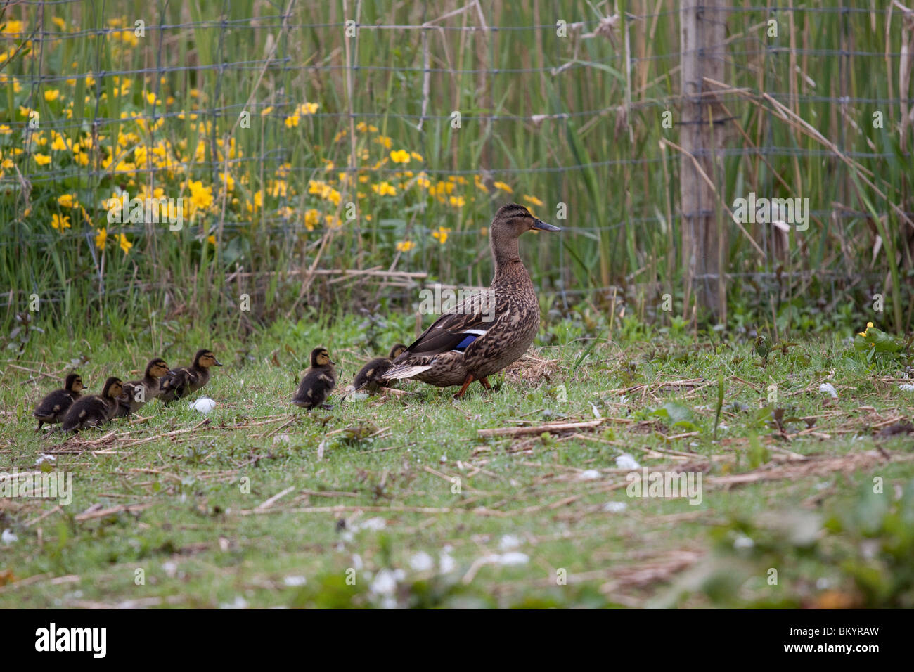 Mallard duck with 6 ducklings walking behind her in a row Stock Photo ...