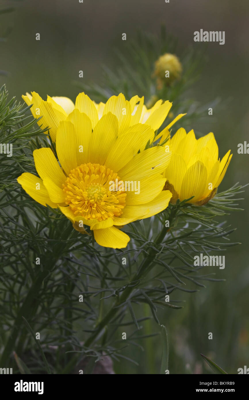 Adonis vernalis hi-res stock photography and images - Alamy