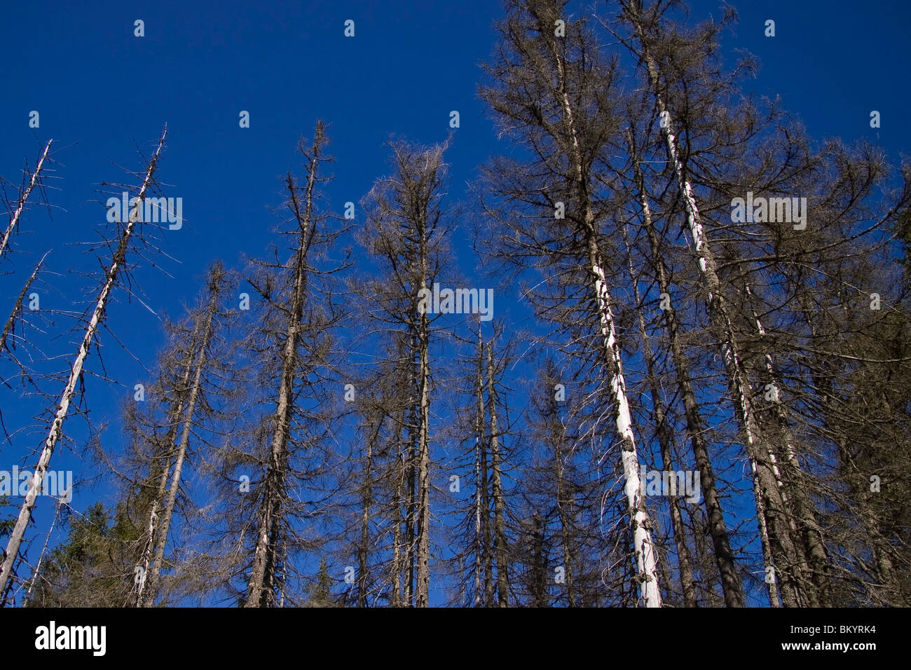 Forest decline in Sumava forest Stock Photo - Alamy