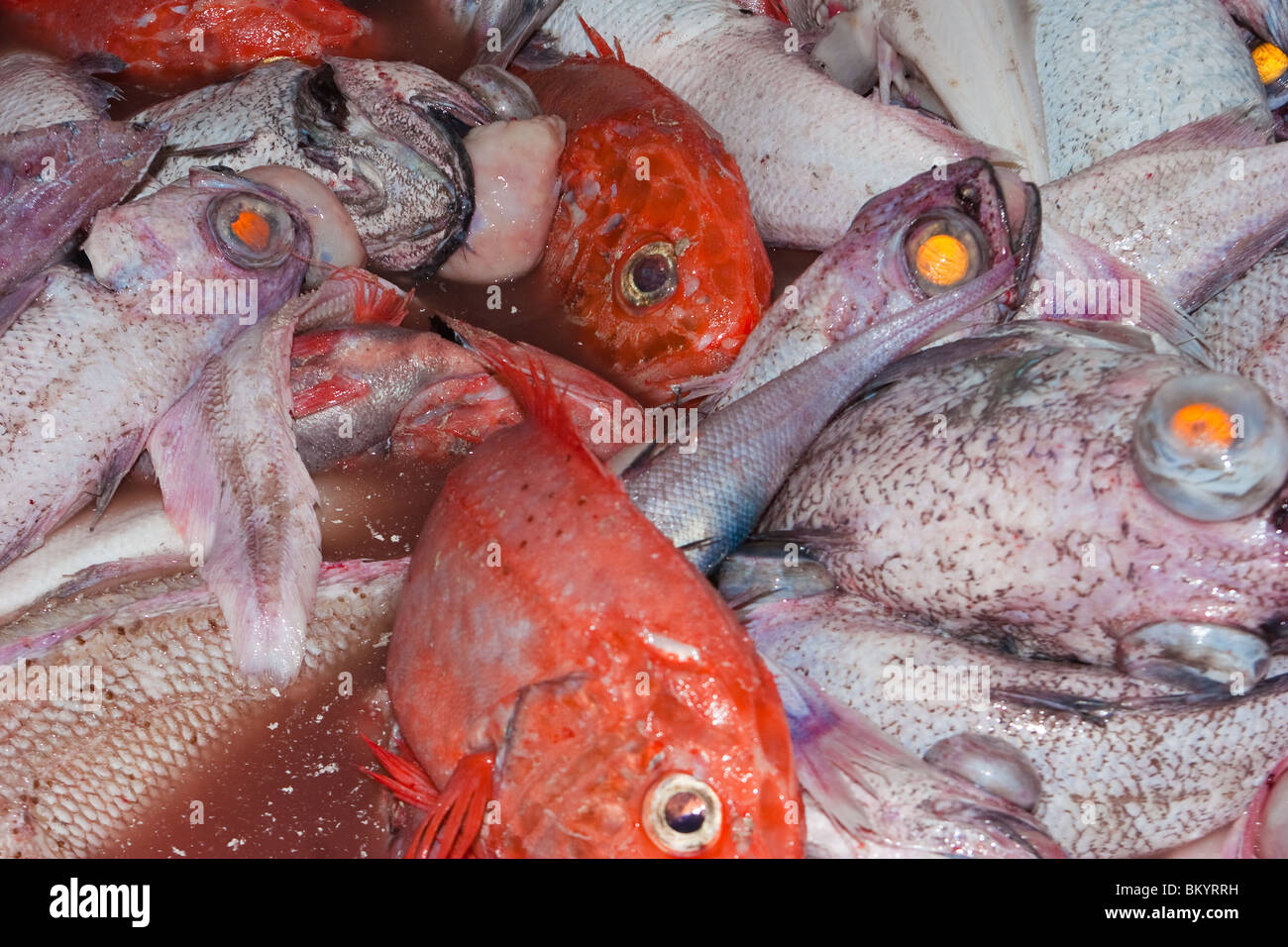 Freshly landed Orange Roughy, from a deep-sea trawl, with bycatch of ...