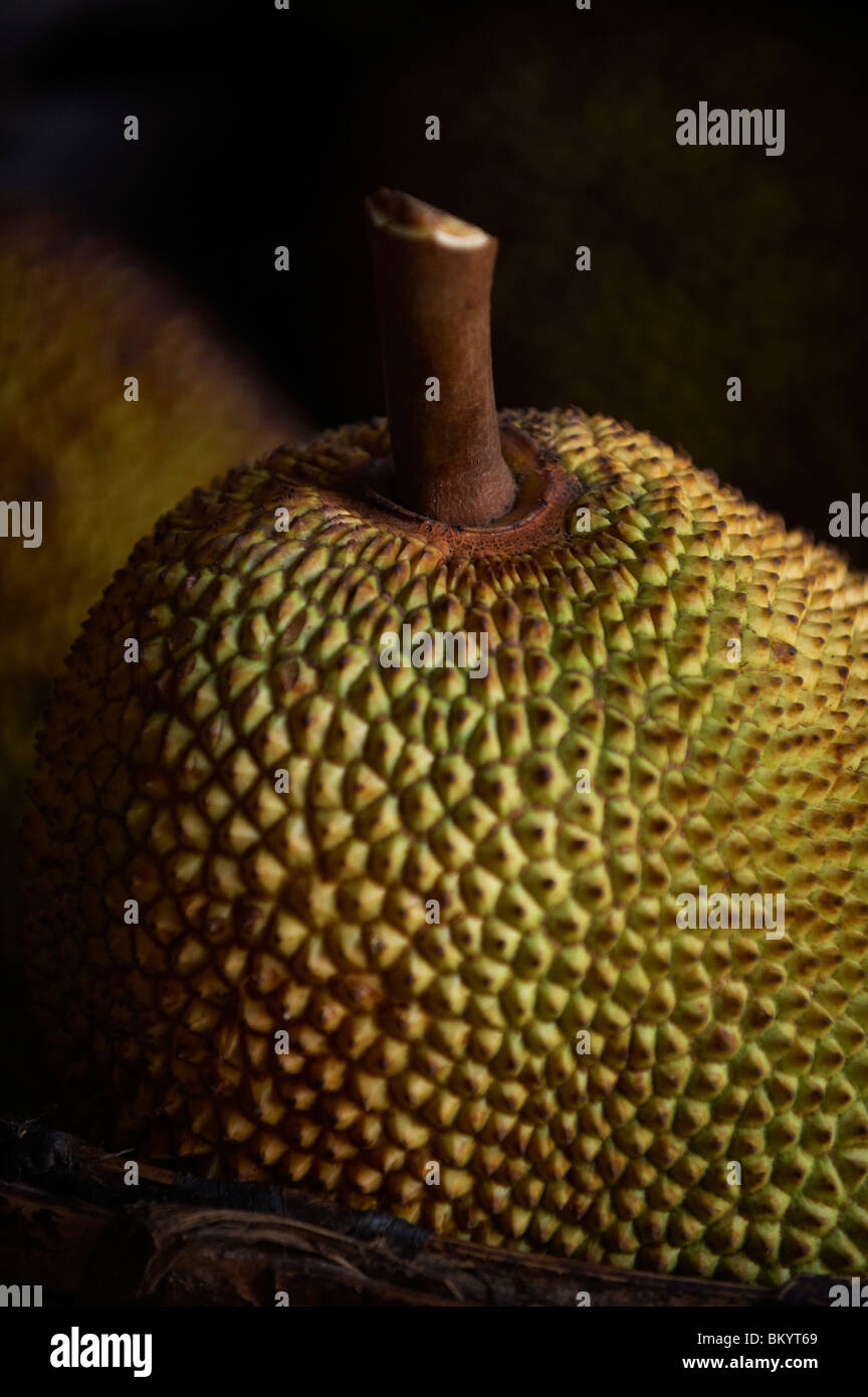 Langka fruit hi-res stock photography and images - Alamy
