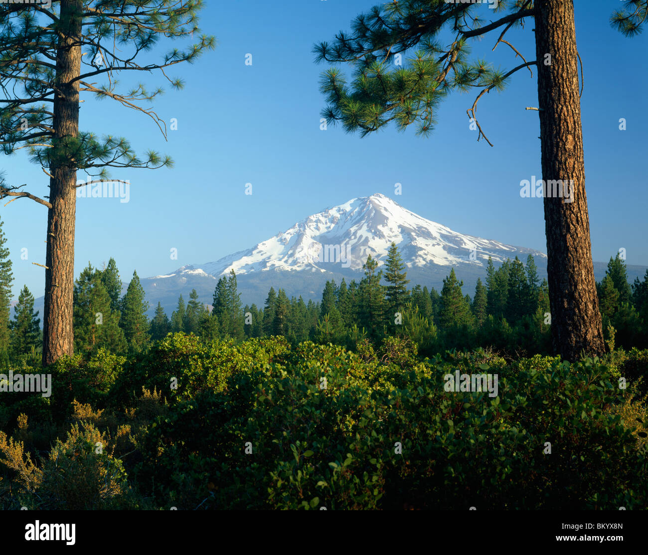 Shasta-Trinity National Forest, Mount Shasta, California, USA Stock ...