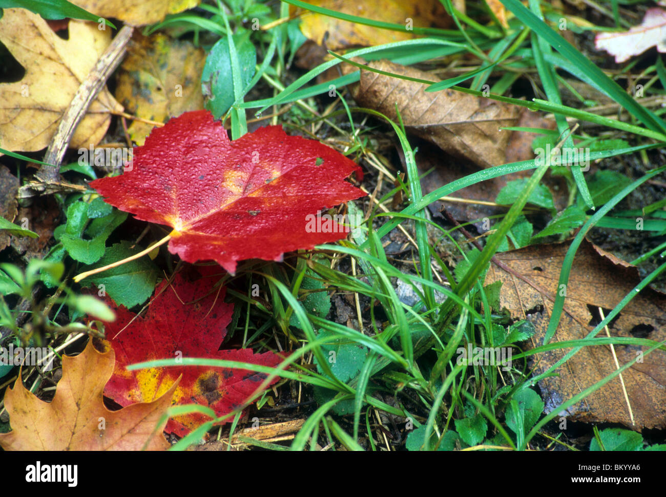 fall color leaf leaves autumn foliage red gold yellow green path Stock ...