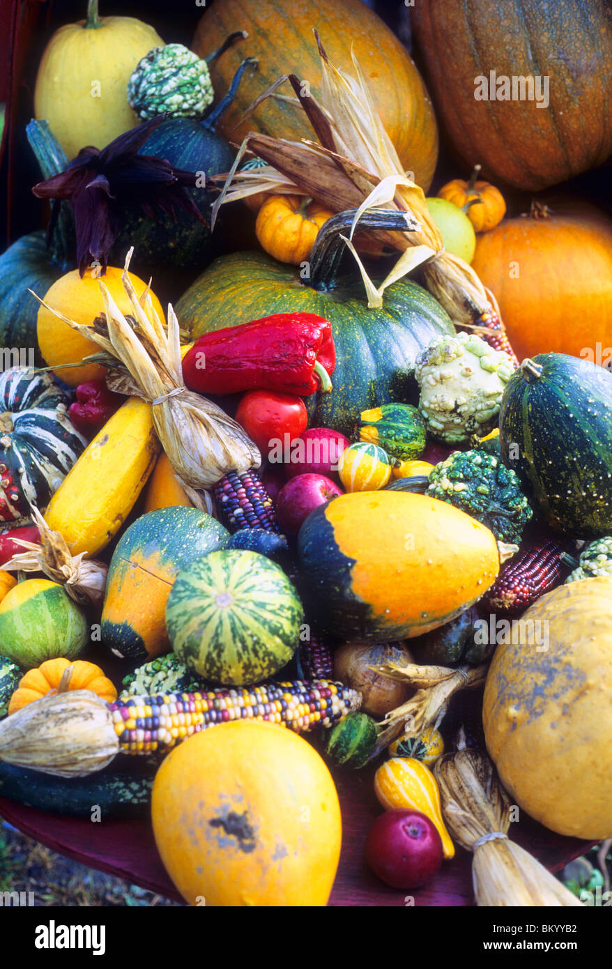 autumn fall gourd melon pumpkin corn color Stock Photo - Alamy