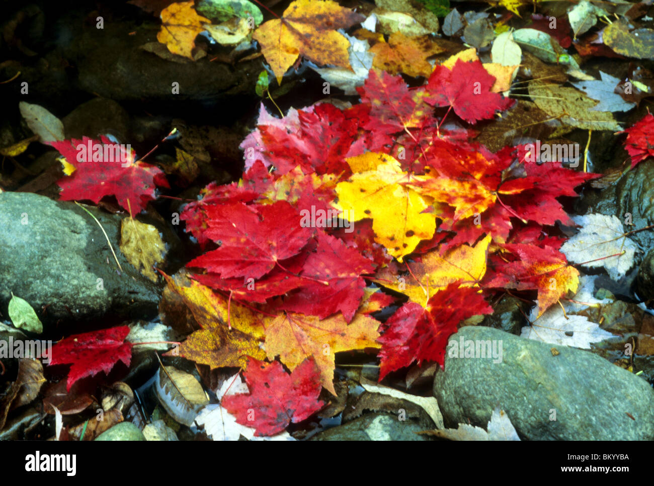 fall color leaf leaves autumn foliage red gold yellow green Stock Photo ...