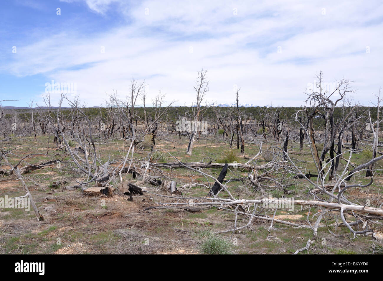 Forrest verde hi-res stock photography and images - Alamy