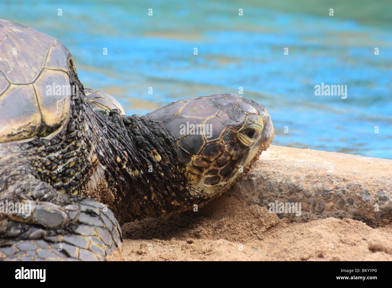 HAWAIIAN GREEN SEA TURTLE BDA Stock Photo - Alamy