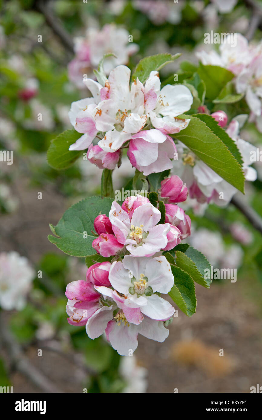 May trees hi-res stock photography and images - Alamy