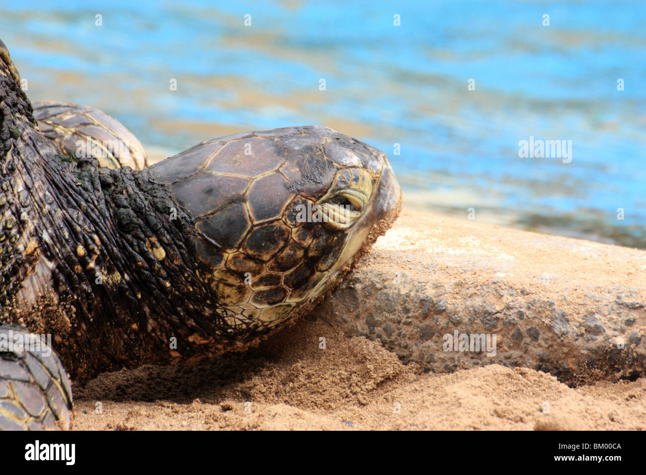 HAWAIIAN GREEN SEA TURTLE BDA Stock Photo - Alamy