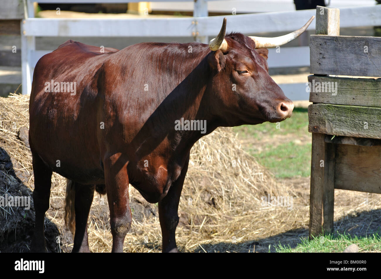 Bull bulls hi-res stock photography and images - Alamy