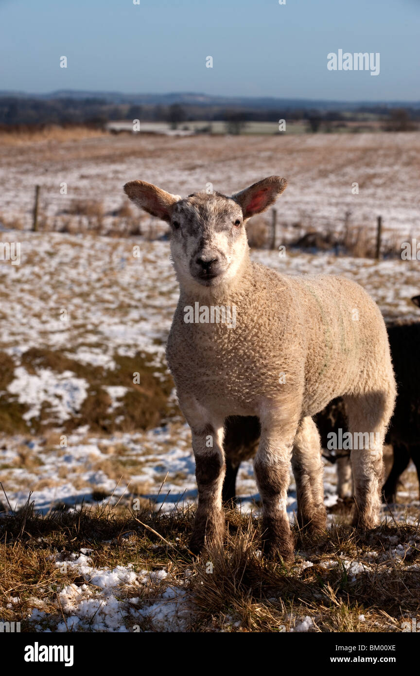 Crossbred lamb in late spring snow - Co. Durham Stock Photo - Alamy