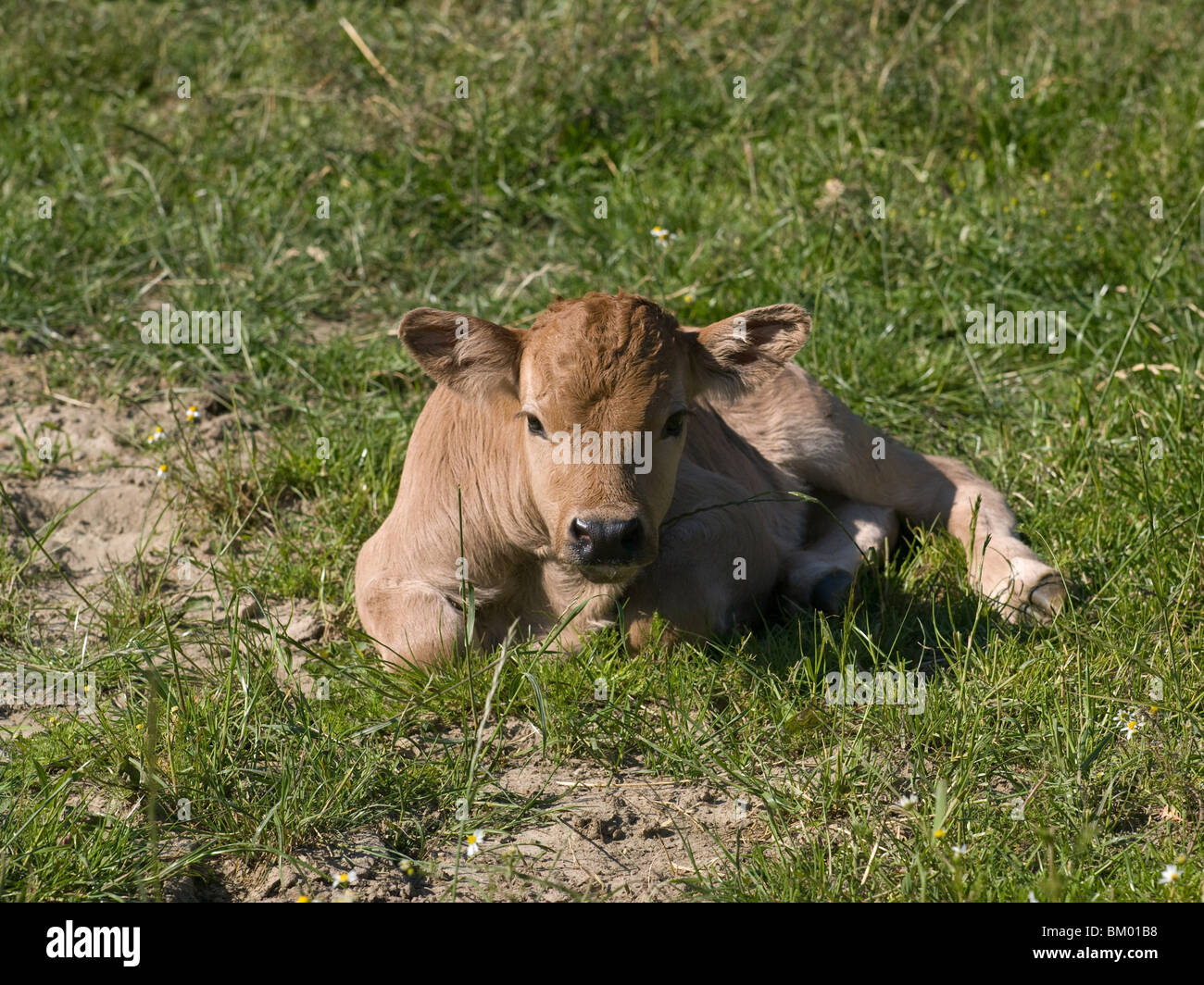Aubrac cattle hi-res stock photography and images - Alamy