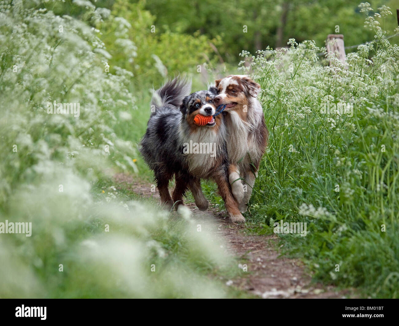 playing Australian Shepherds Stock Photo - Alamy