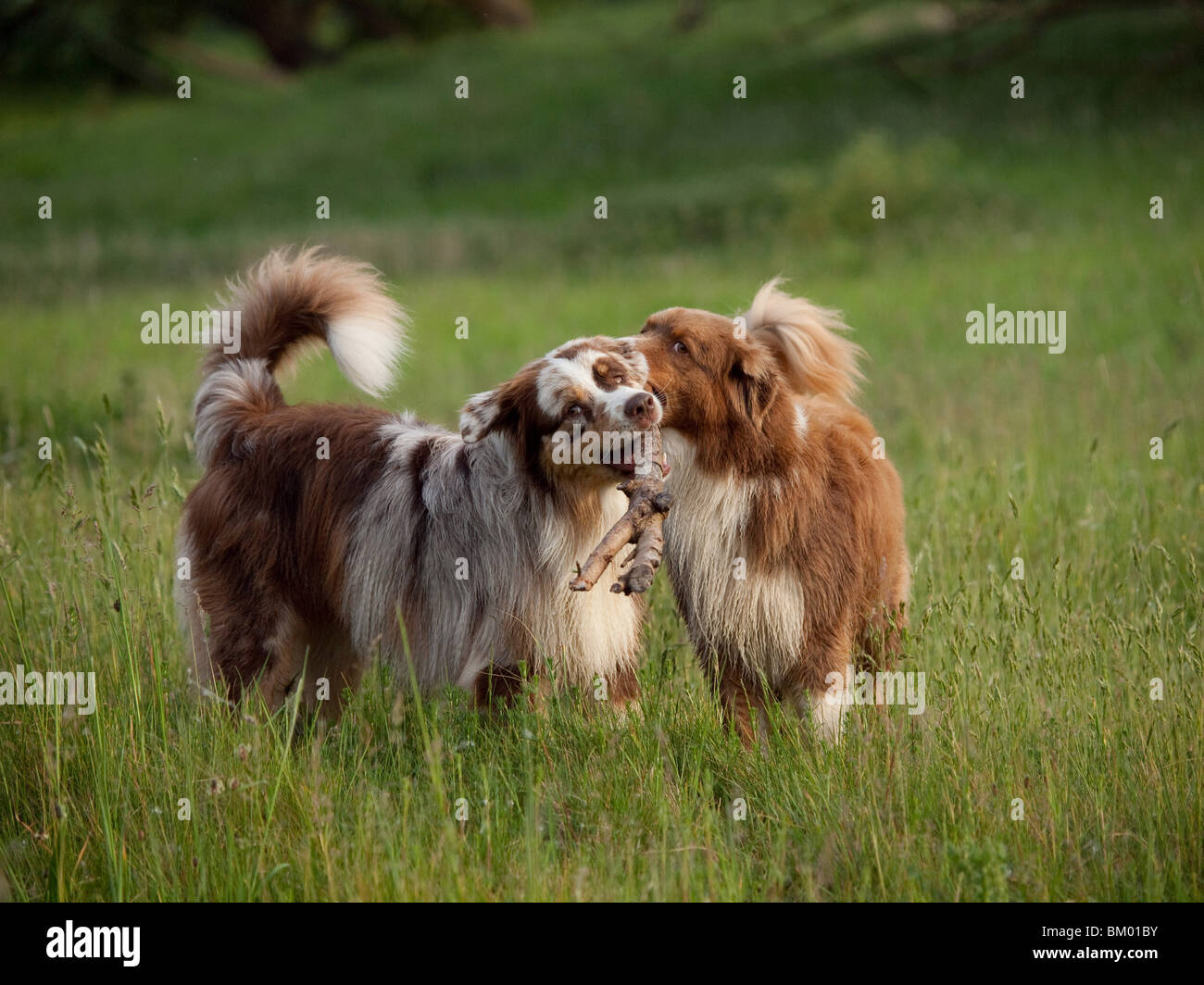 playing Australian Shepherds Stock Photo - Alamy
