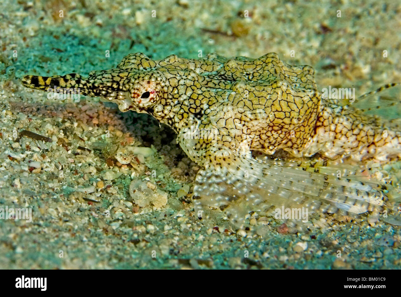 Honeycomb moth hi-res stock photography and images - Alamy