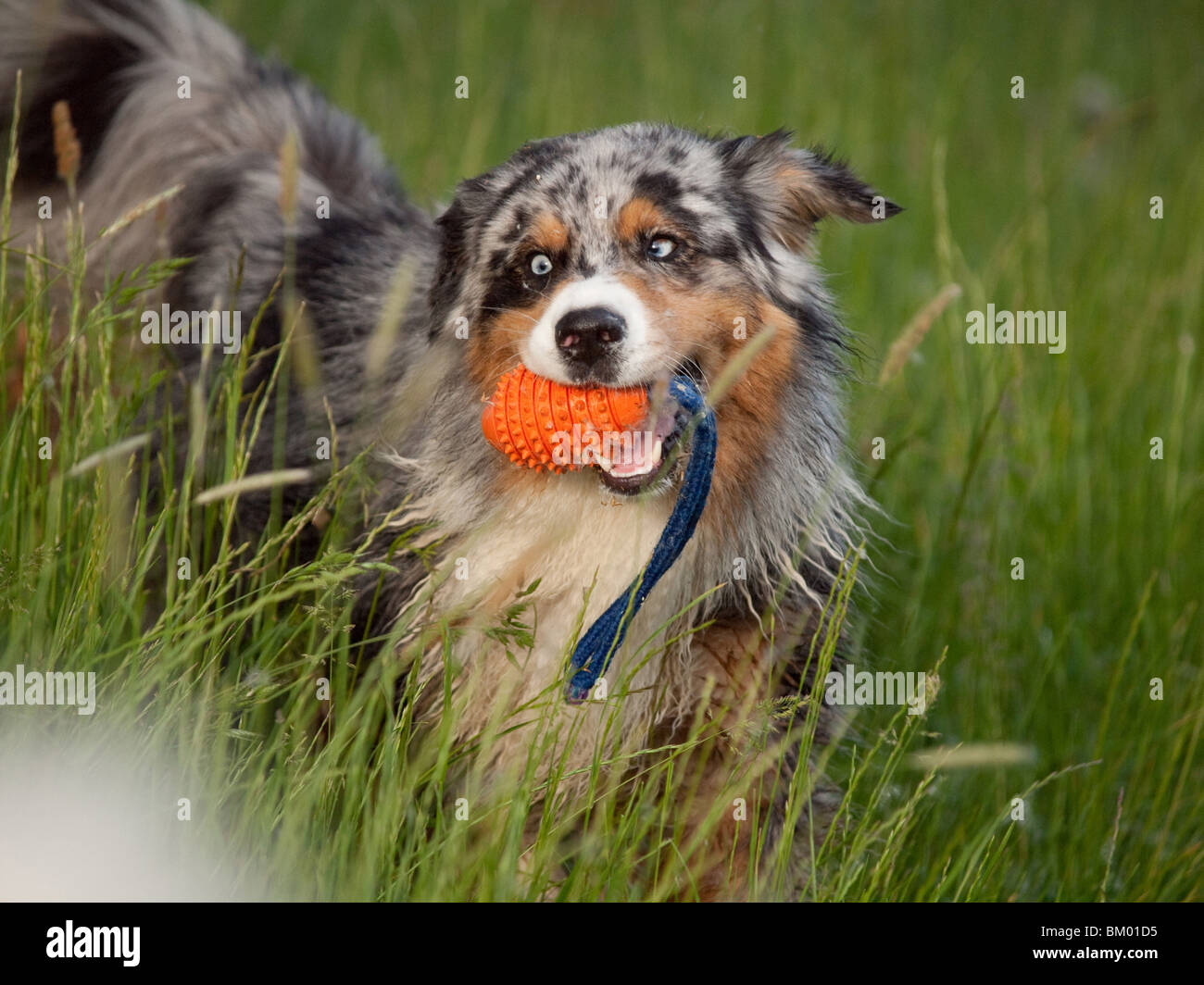 Australian shepherd dog playing ball hi-res stock photography and ...