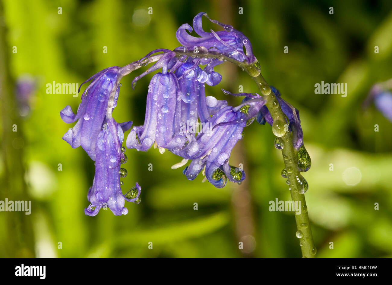 Close up of blue bells after a rain shower Stock Photo - Alamy