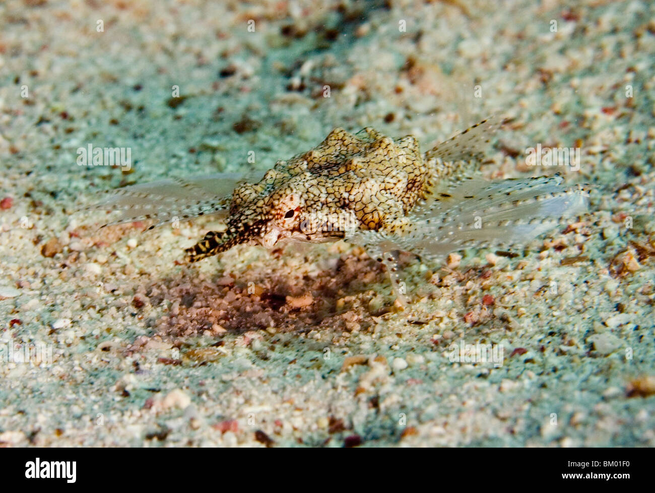 Honeycomb Moth High Resolution Stock Photography and Images - Alamy