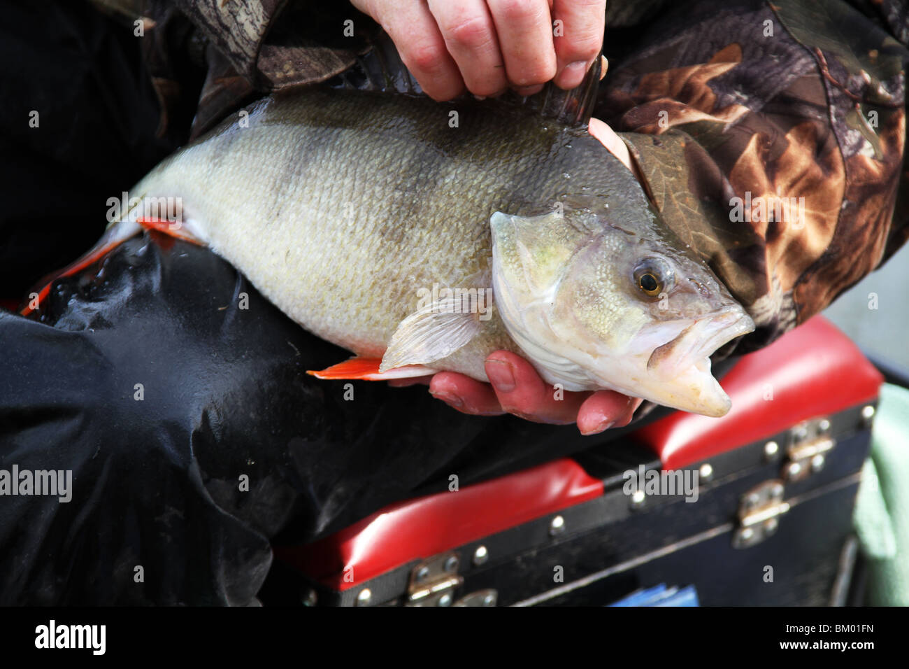Large Perch of 2.5 pounds caught on a commercial fresh water lake ...