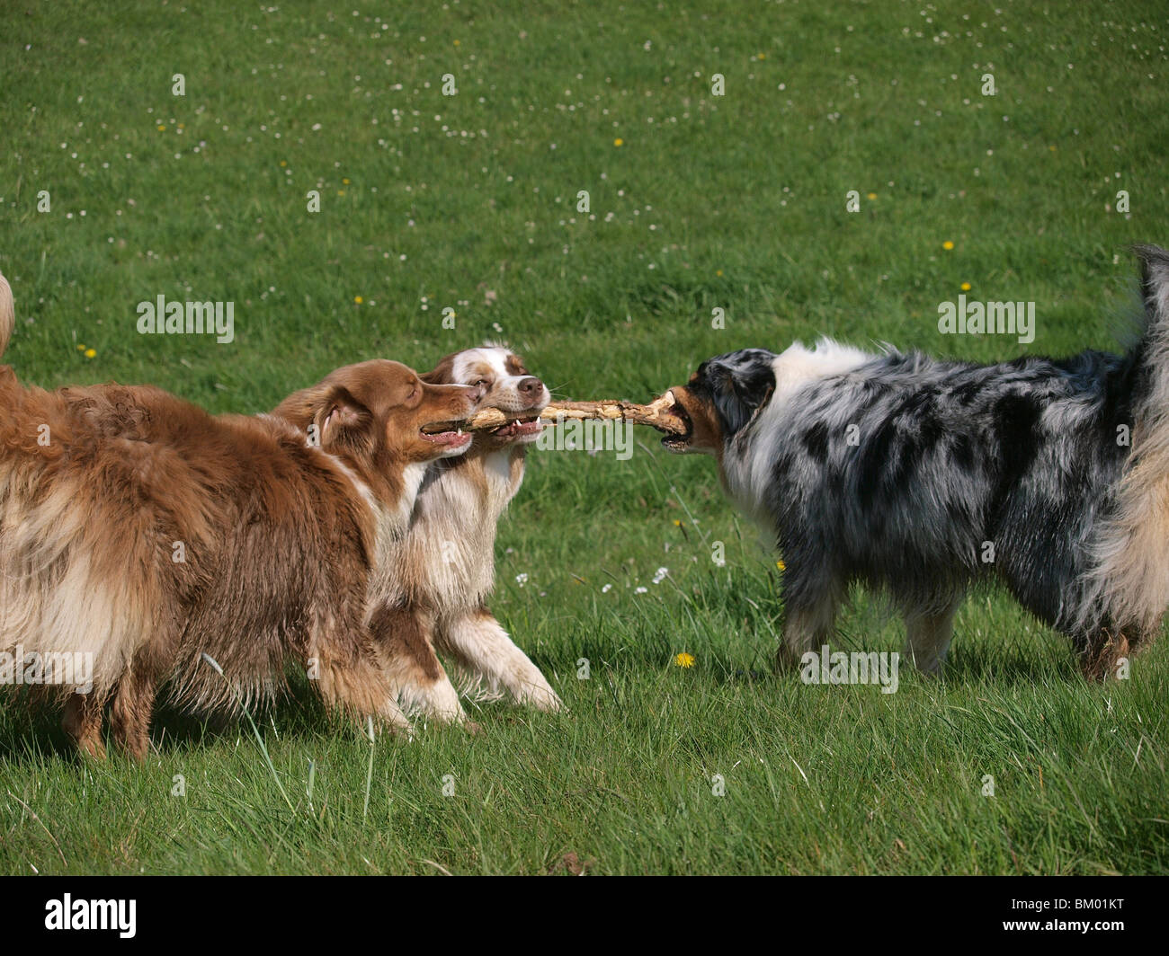 playing Australian Shepherds Stock Photo - Alamy