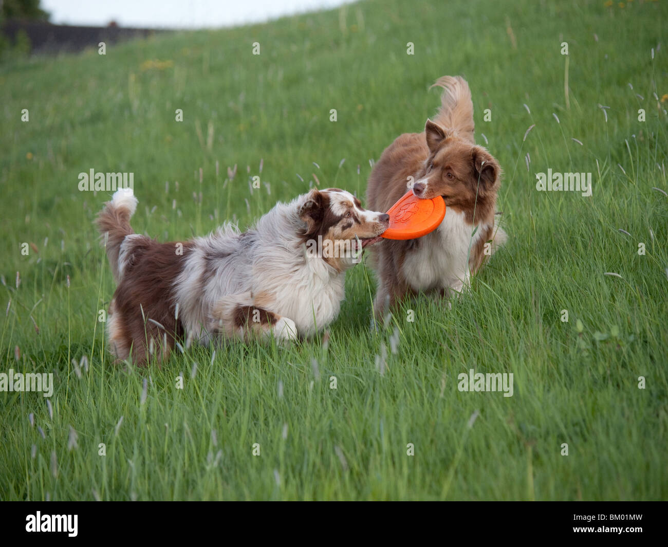 playing Australian Shepherds Stock Photo - Alamy