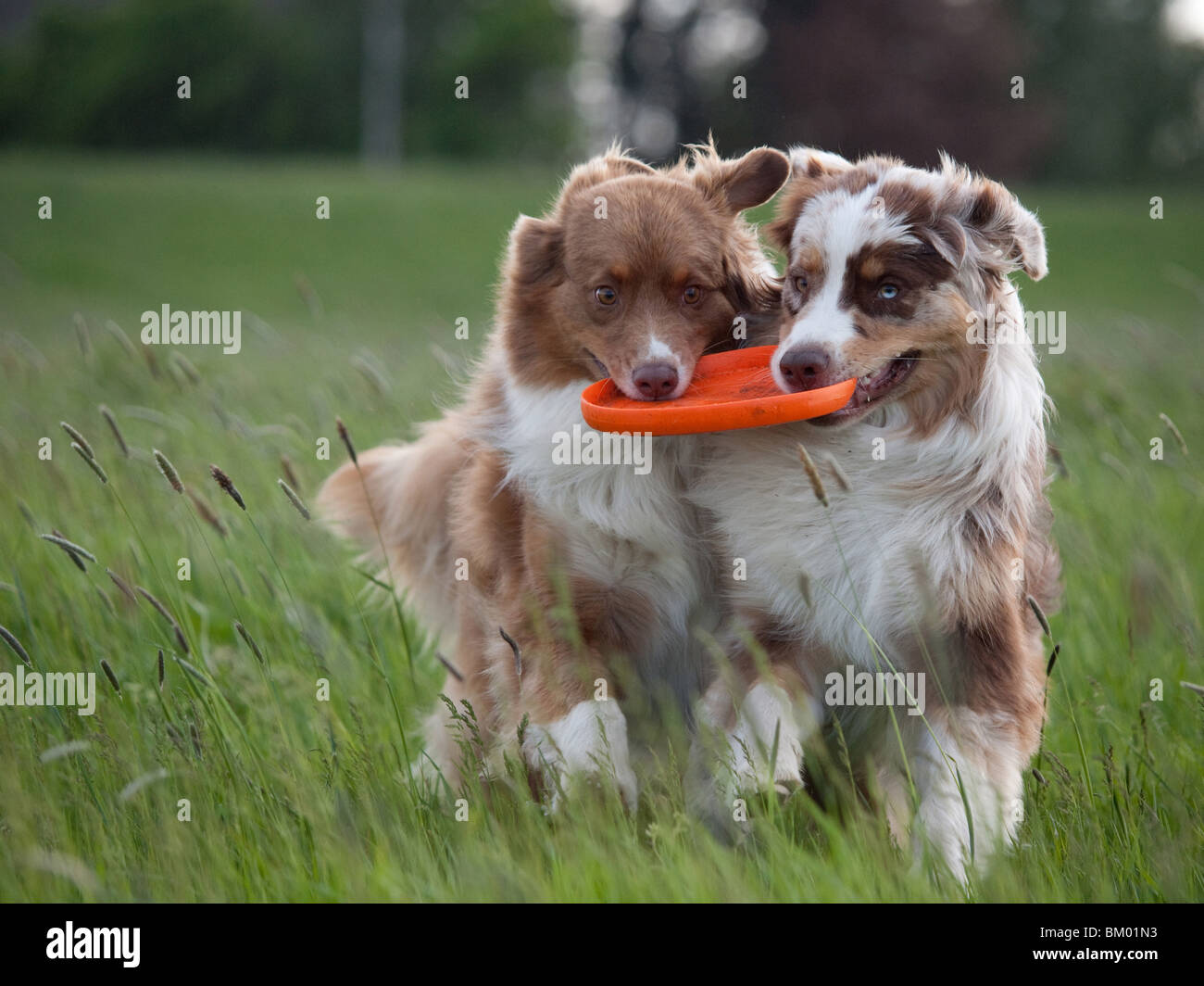playing Australian Shepherds Stock Photo - Alamy