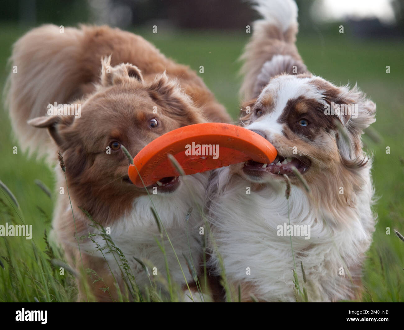 playing Australian Shepherds Stock Photo - Alamy
