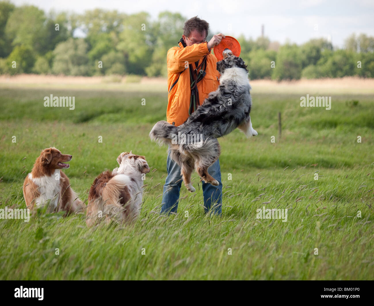 playing Australian Shepherds Stock Photo - Alamy