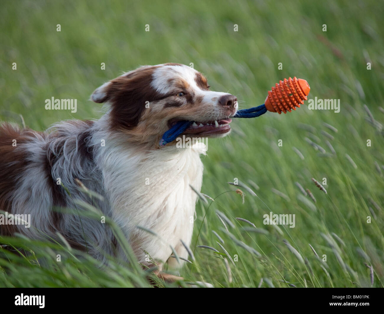 playing Australian Shepherd Stock Photo - Alamy