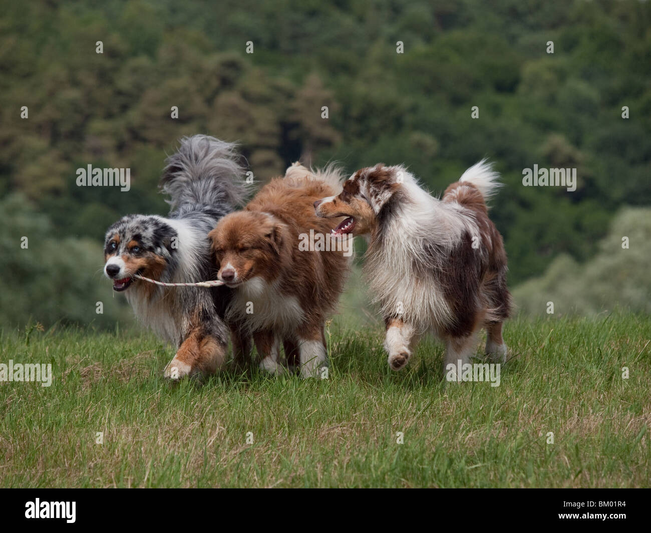playing Australian Shepherds Stock Photo - Alamy