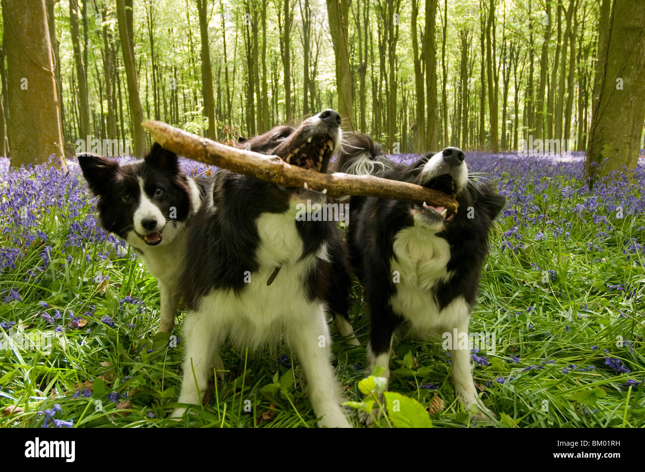 Border Collie dogs playing in bluebell wood in Sussex, England Stock ...