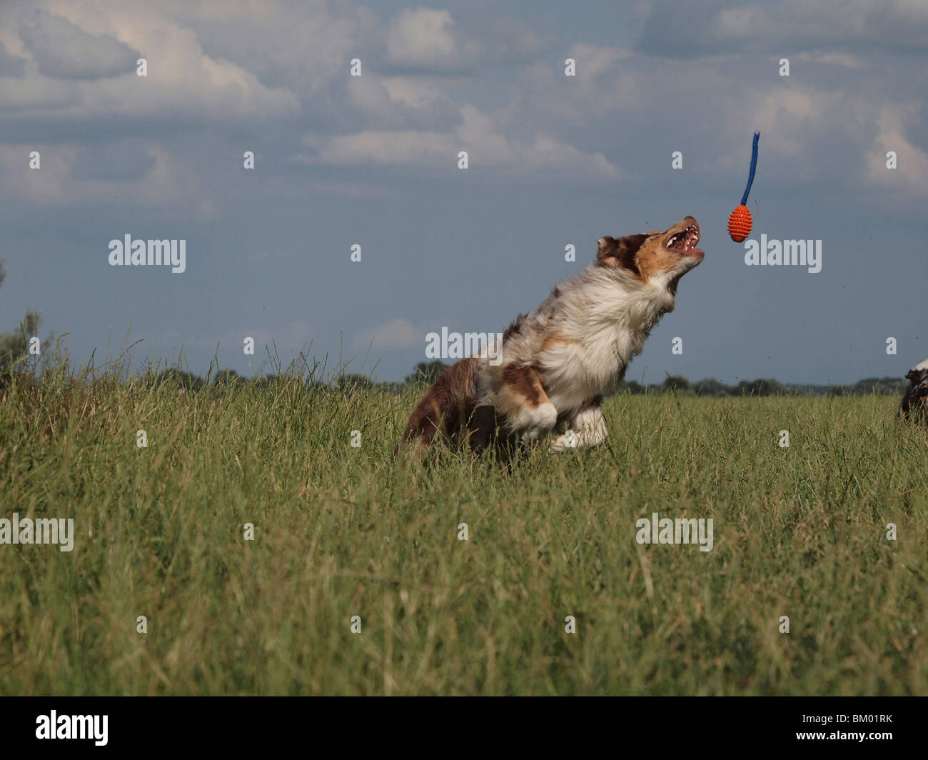 playing Australian Shepherd Stock Photo - Alamy