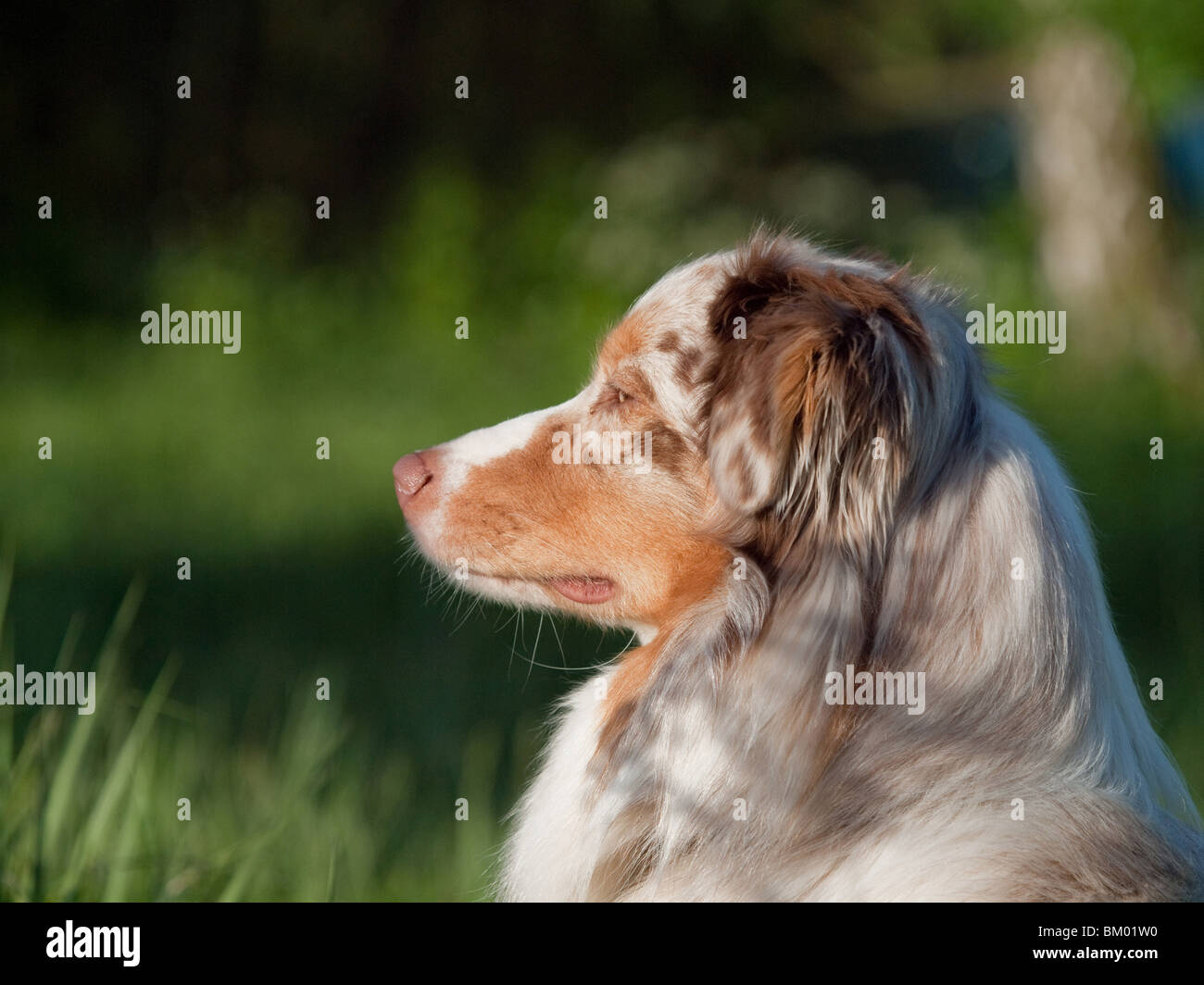 Australian Shepherd Profile High Resolution Stock Photography and ...