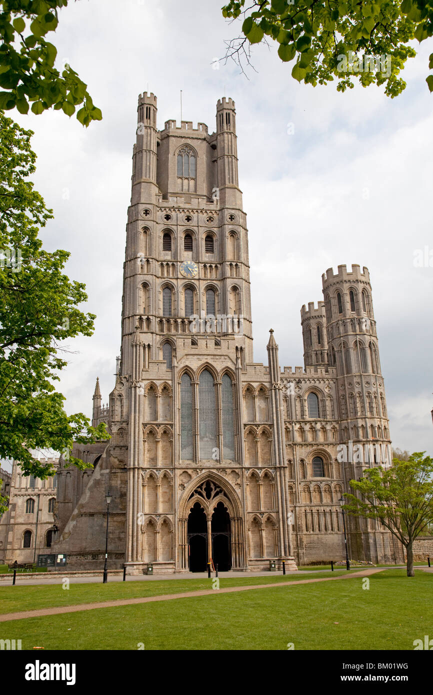 Cathedral of trees hi-res stock photography and images - Alamy