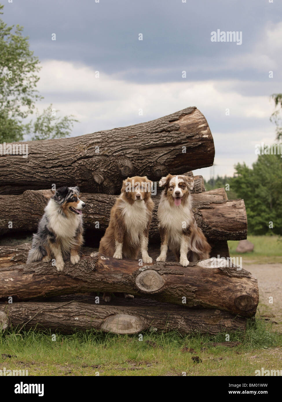 Dog australian shepherd aussie three hi-res stock photography and ...