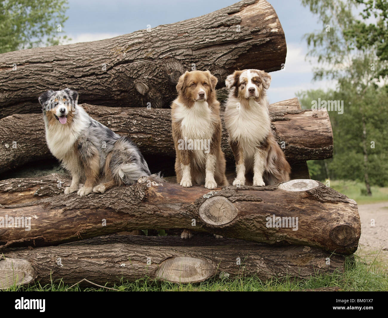 Dog australian shepherd aussie three hi-res stock photography and ...