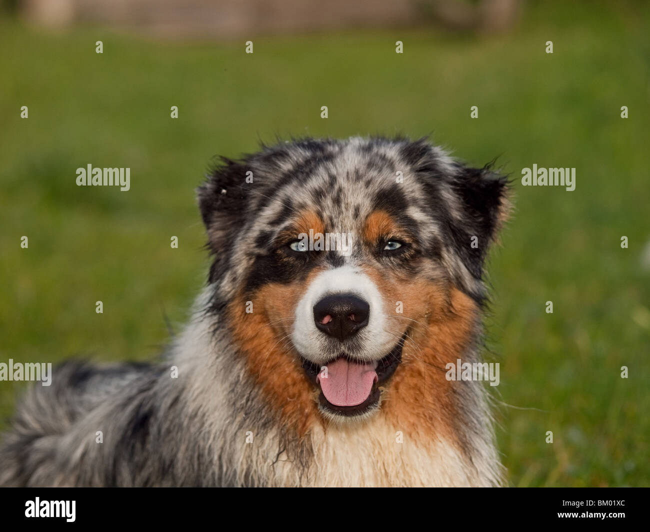 Australian Shepherd Portrait Stock Photo - Alamy