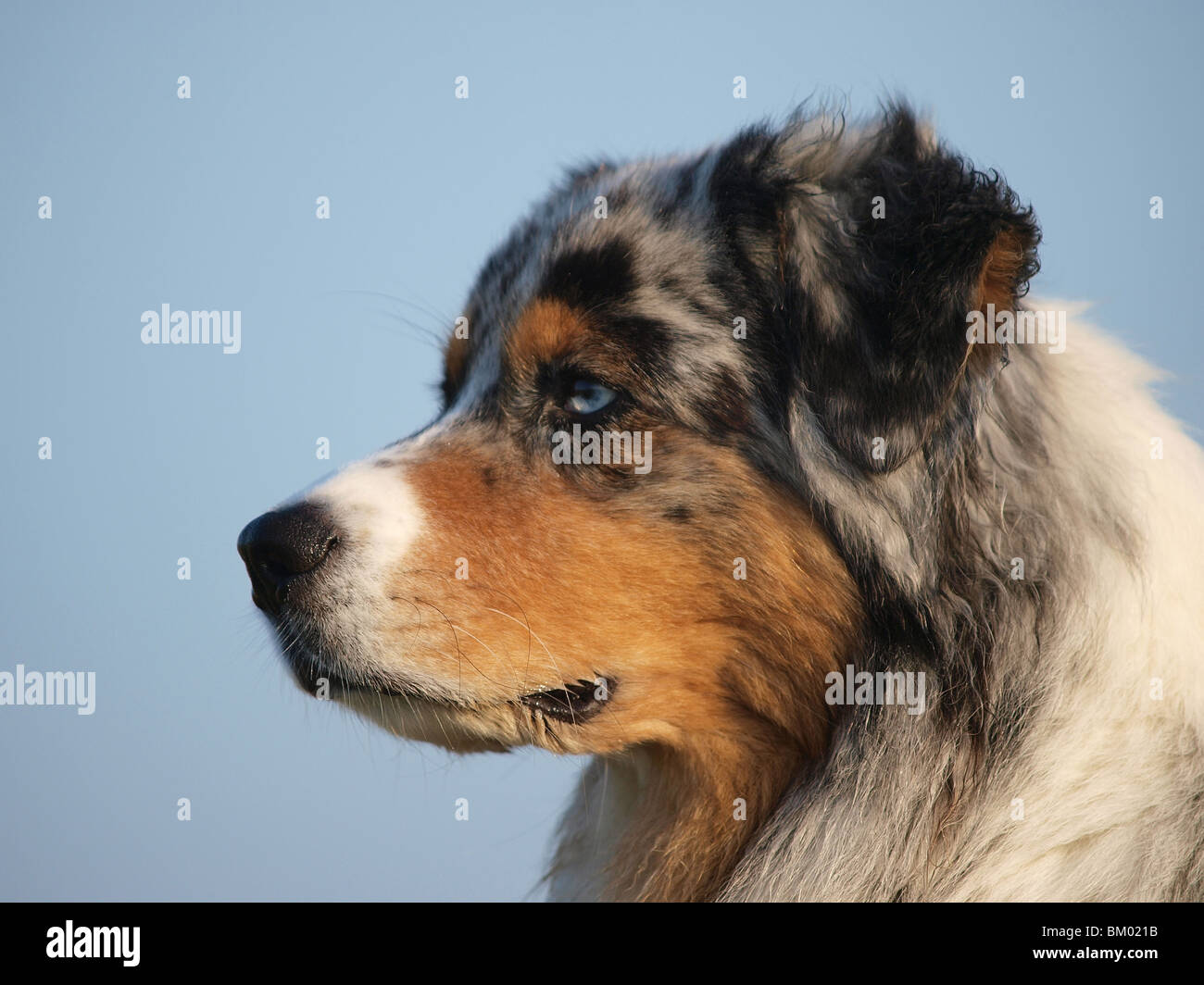 Australian Shepherd Profile High Resolution Stock Photography and ...